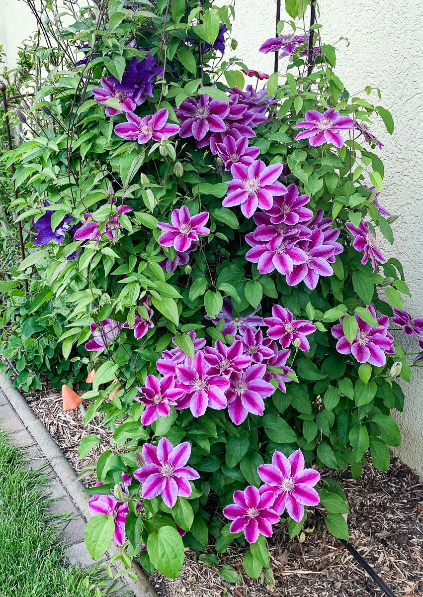 Waldrebe Hania - Clematis Hania günstig kaufen