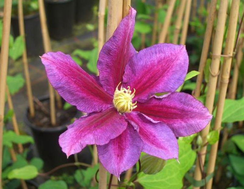 Waldrebe Hania - Clematis Hania günstig kaufen