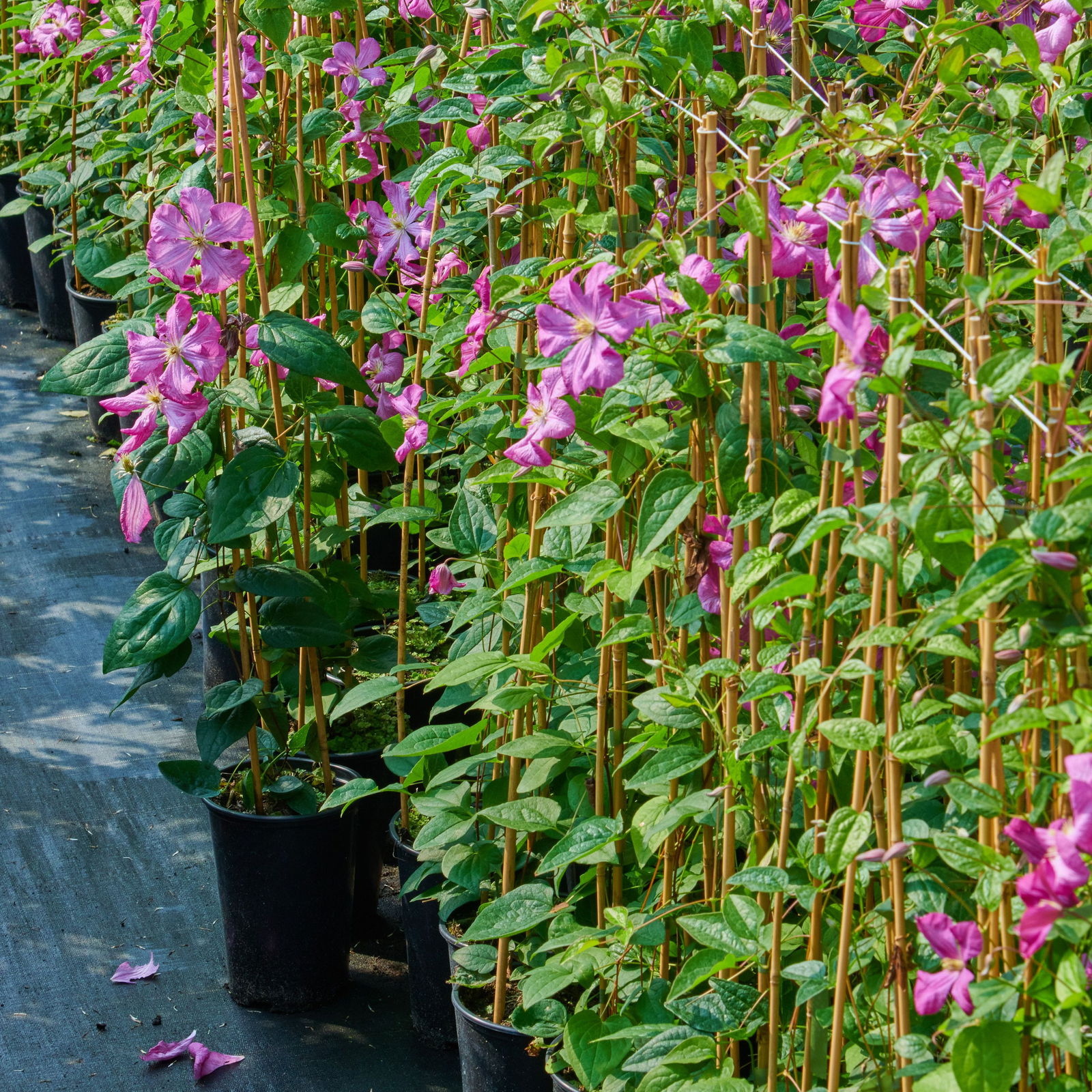 Waldrebe Margot Koster - Clematis Margot Koster günstig kaufen