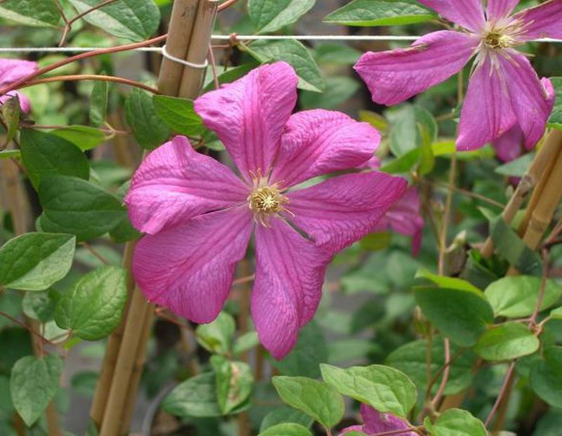 Waldrebe Margot Koster - Clematis Margot Koster günstig kaufen