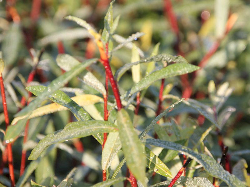 Purpurweide - Salix purpurea günstig kaufen