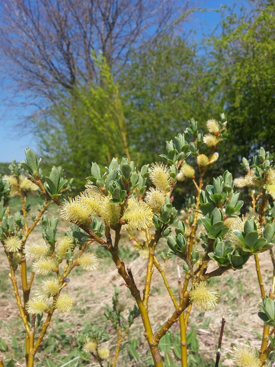 Zweifarbige Weide - Salix schraderiana günstig kaufen