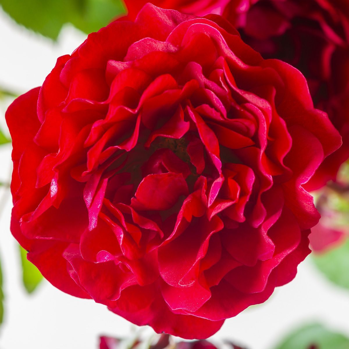 Kletterrose Belkanto - Rosa Belkanto günstig kaufen