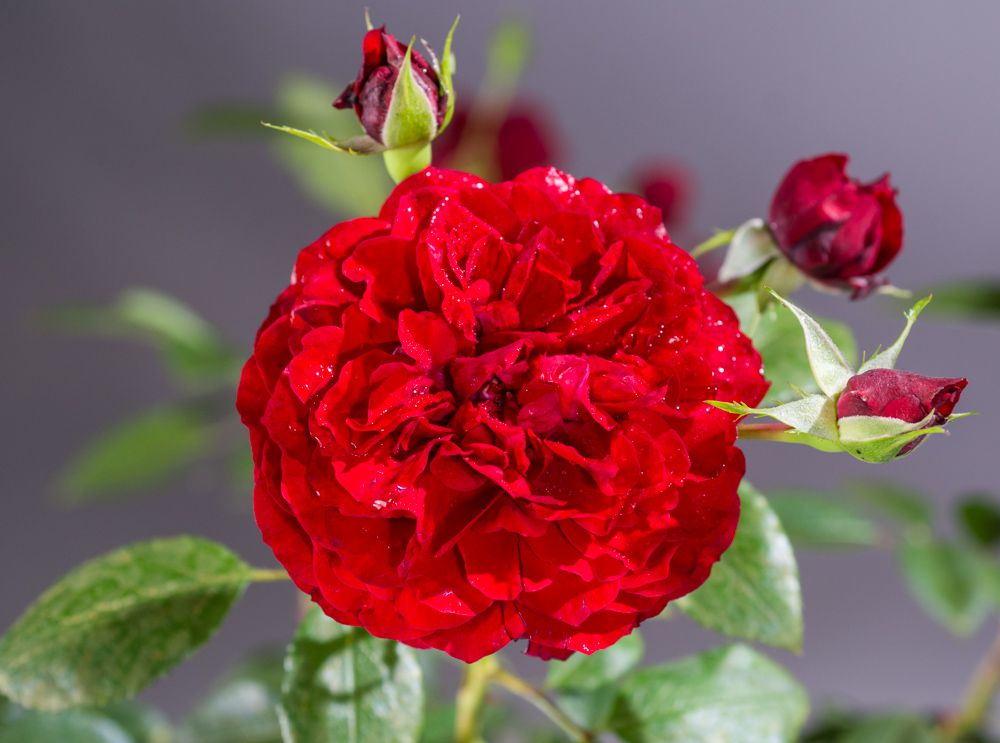 Kletterrose Belkanto - Rosa Belkanto günstig kaufen