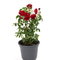 Kletterrose Belkanto - Rosa Belkanto günstig kaufen