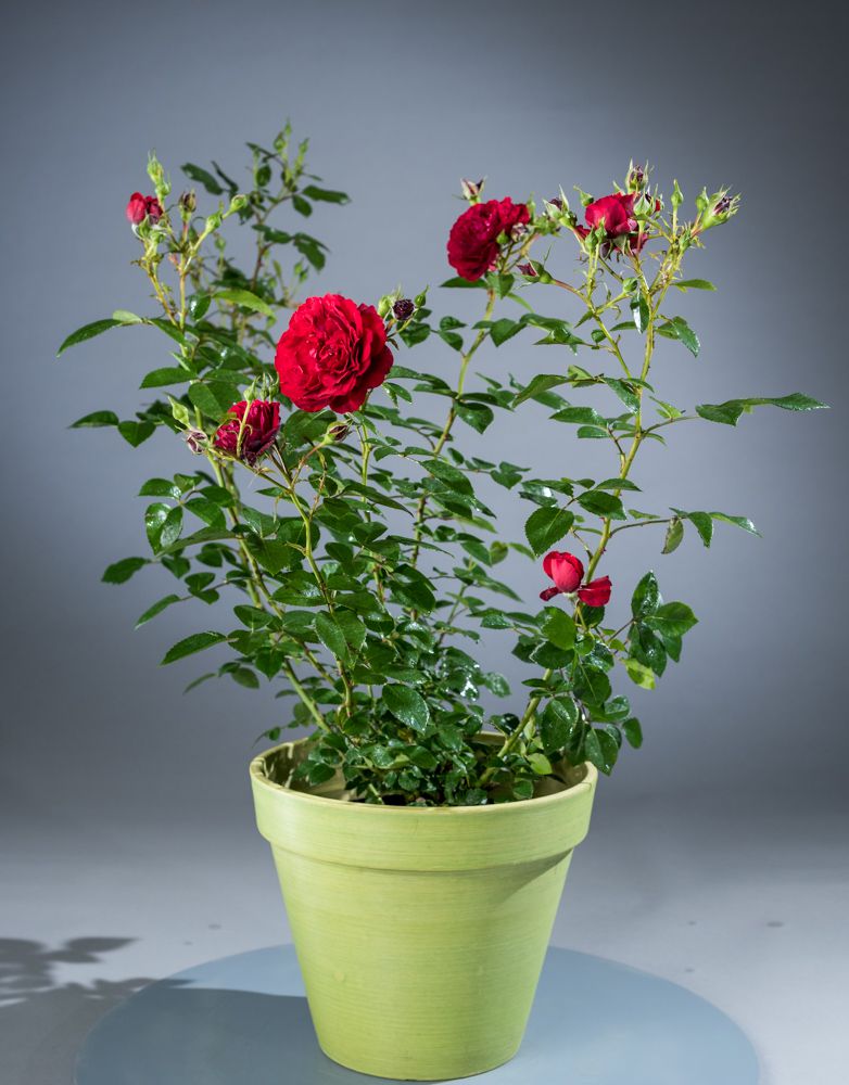 Kletterrose Belkanto - Rosa Belkanto günstig kaufen