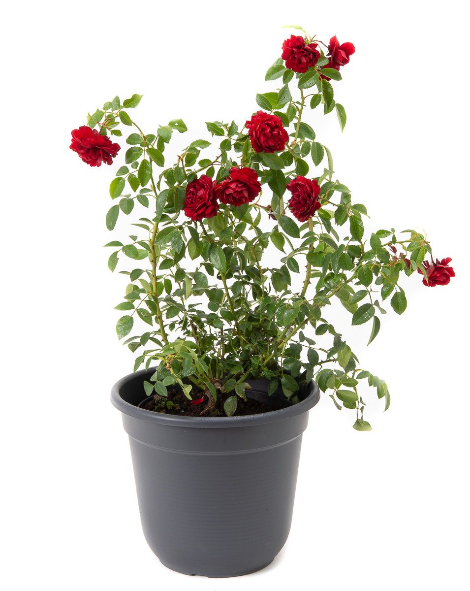 Kletterrose Belkanto - Rosa Belkanto günstig kaufen