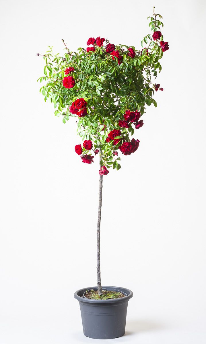 Kletterrose Belkanto - Rosa Belkanto günstig kaufen