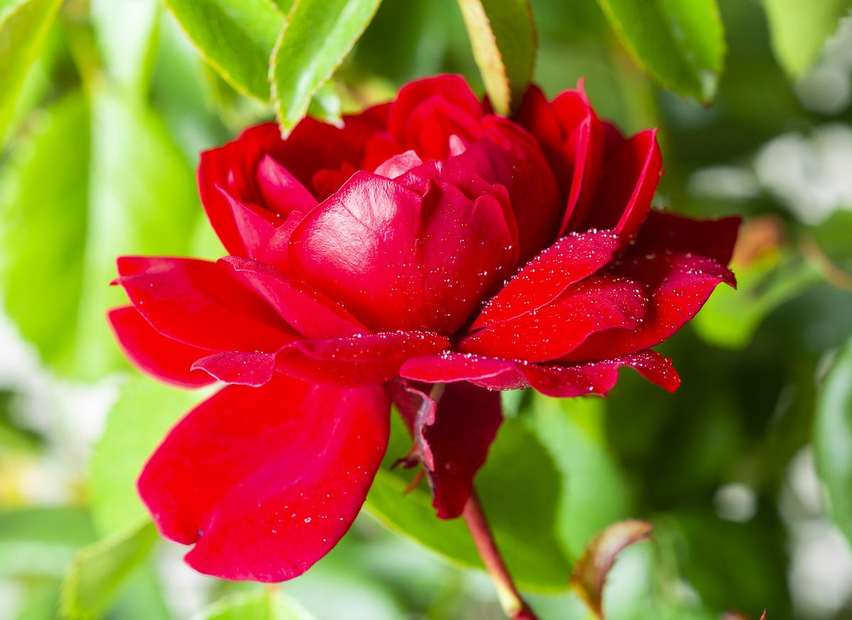 Kletterrose Belkanto - Rosa Belkanto günstig kaufen
