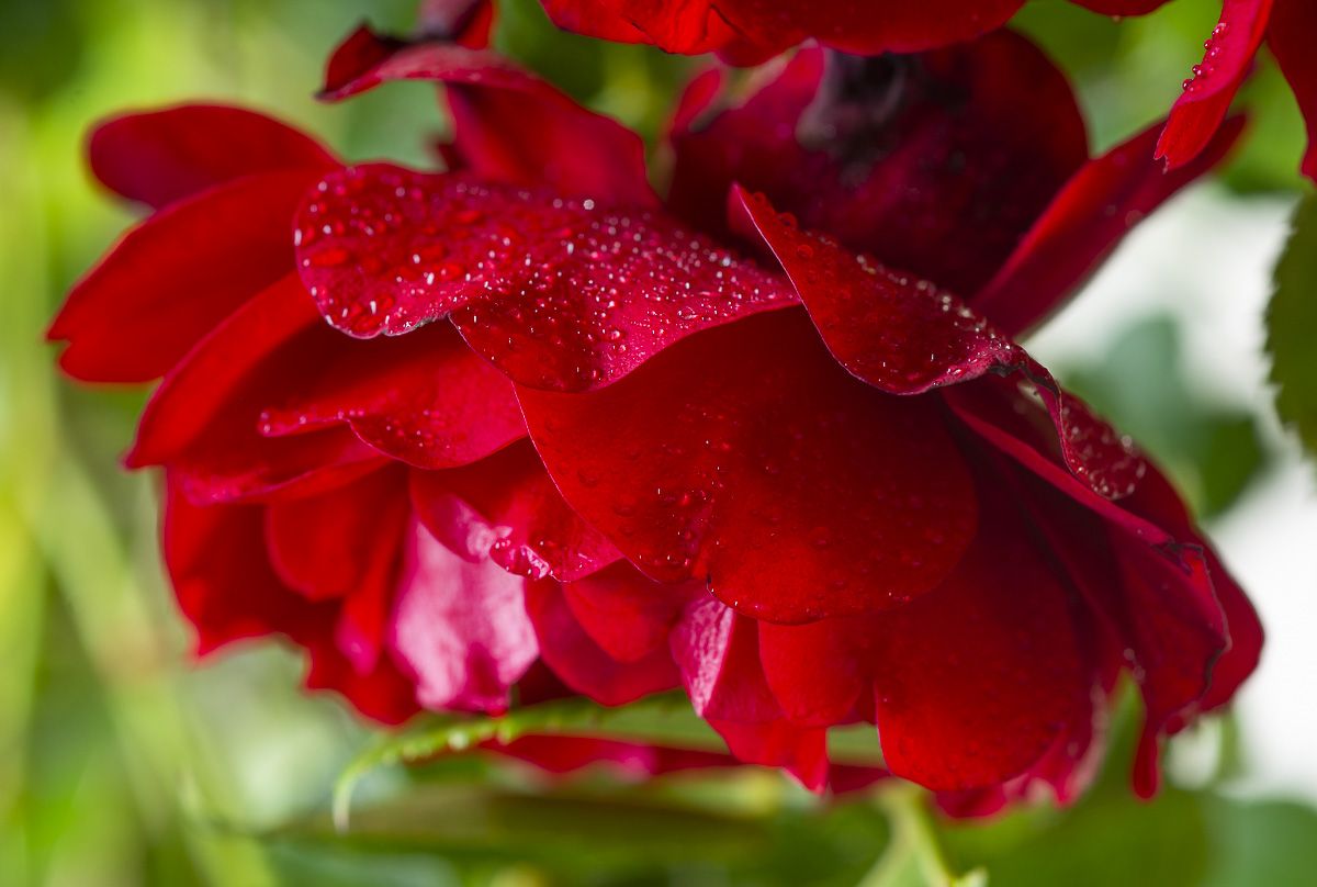 Kletterrose Belkanto - Rosa Belkanto günstig kaufen