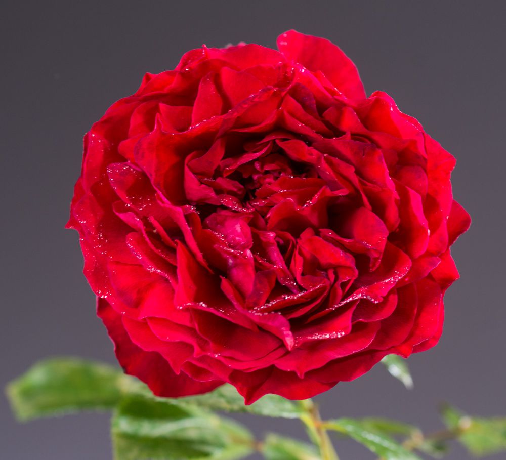 Kletterrose Belkanto - Rosa Belkanto günstig kaufen