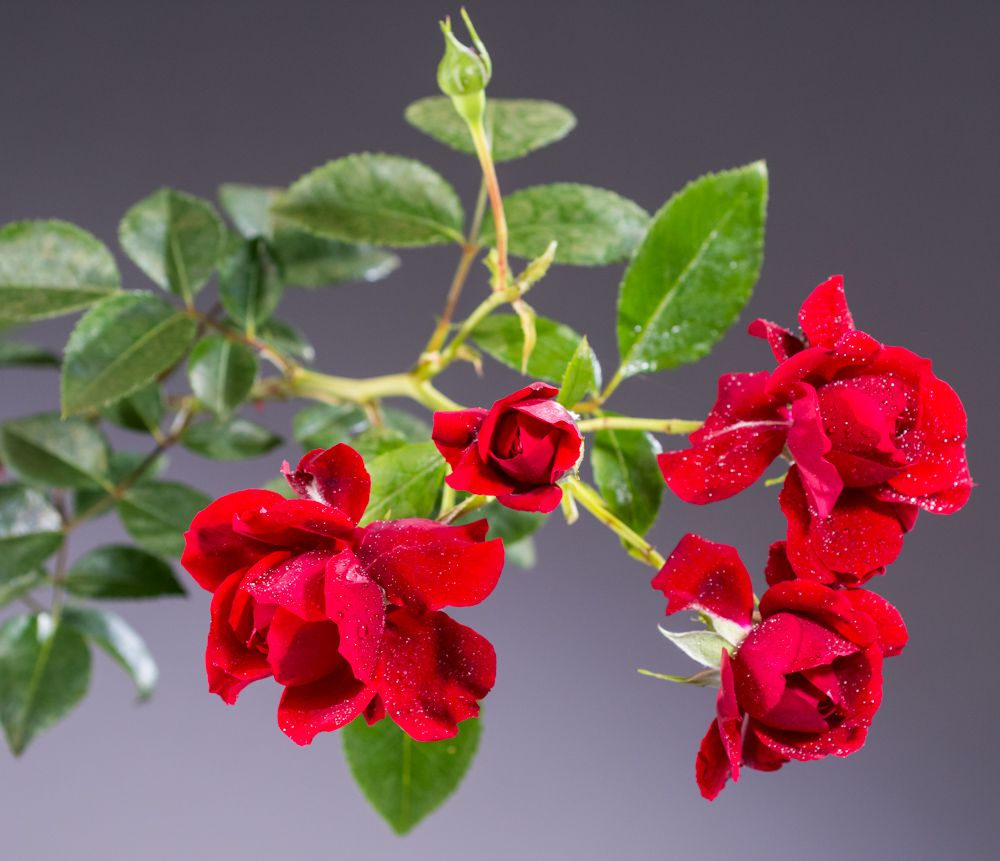 Kletterrose Belkanto - Rosa Belkanto günstig kaufen
