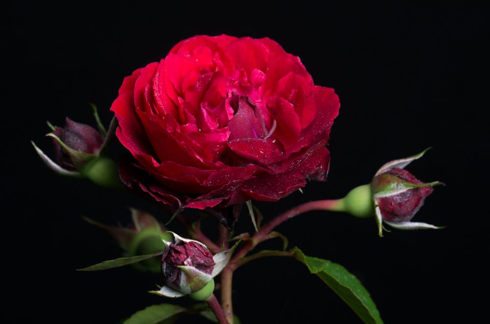Kletterrose Belkanto - Rosa Belkanto günstig kaufen