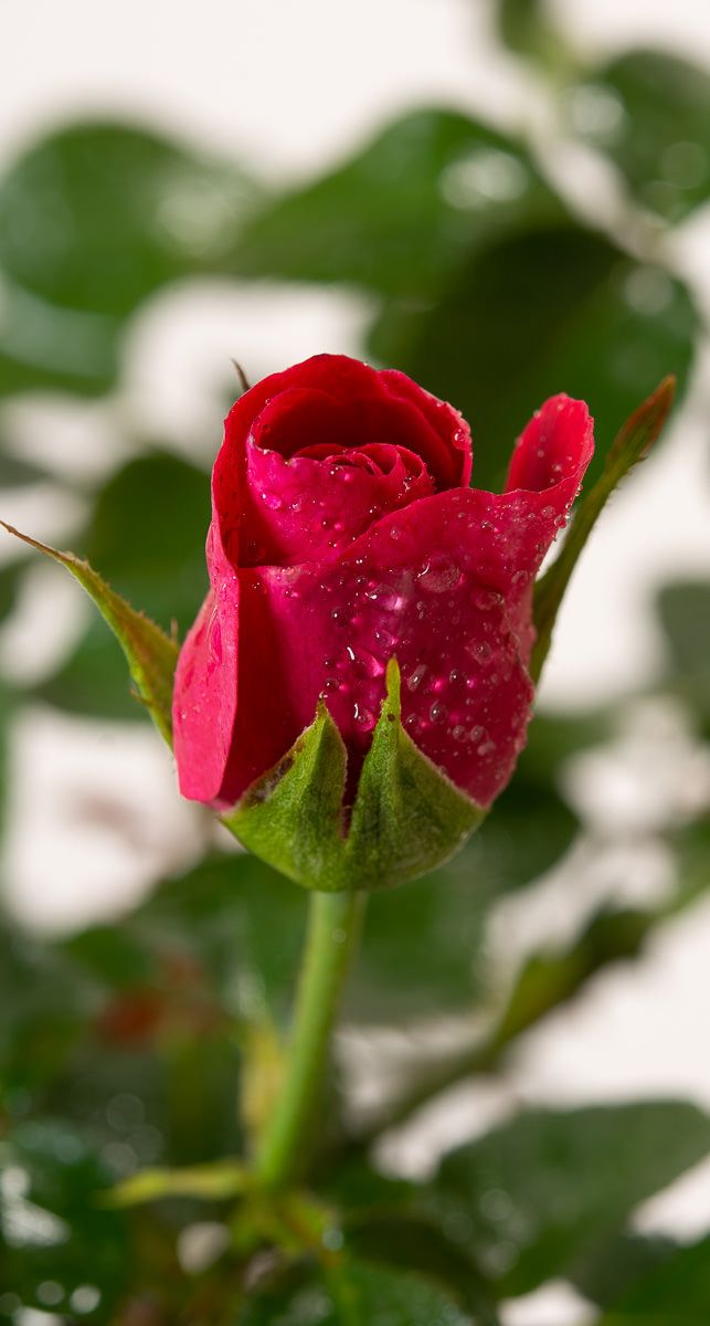 Strauchrose Tornella - Rosa Tornella günstig kaufen