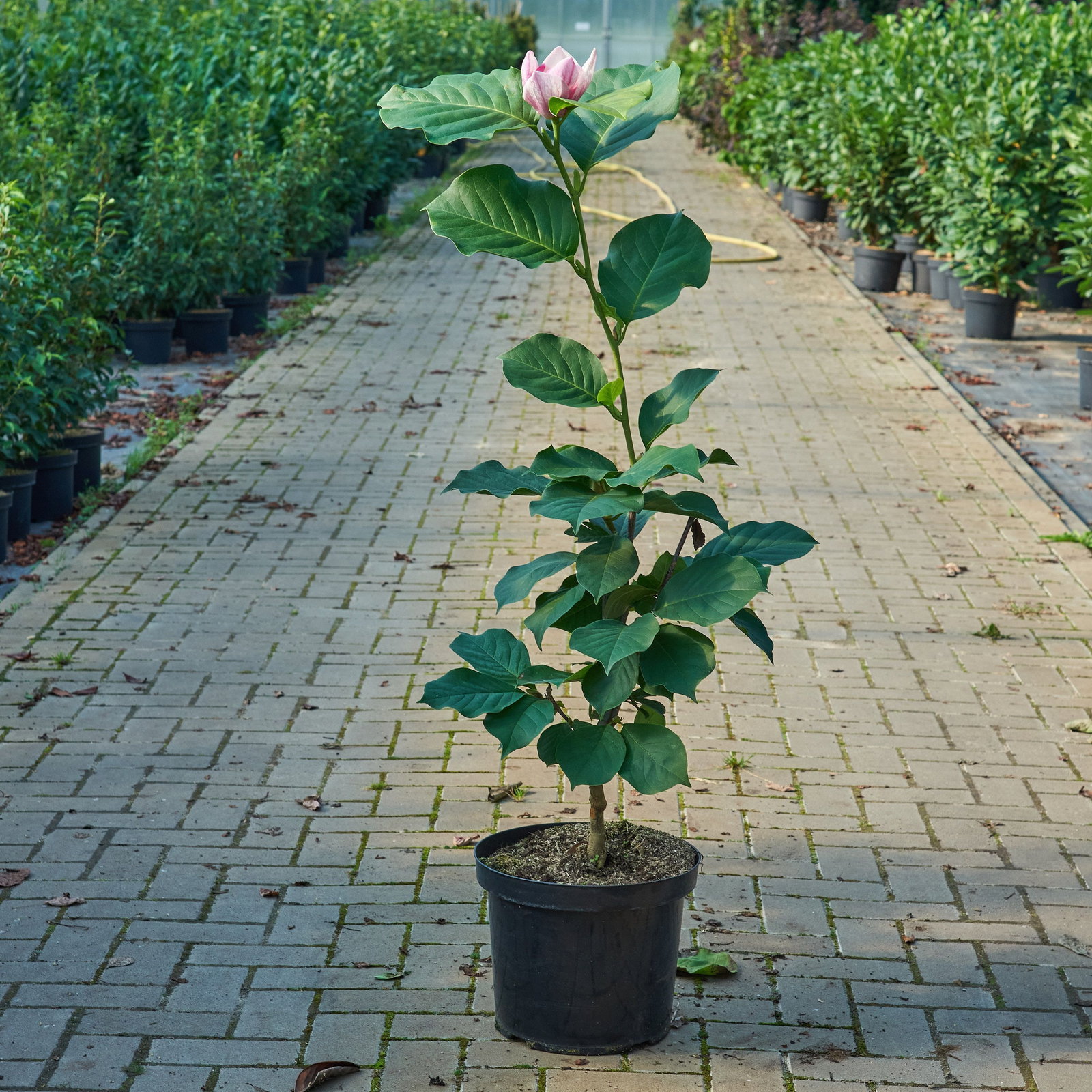 Magnolie Satisfaction - Magnolia Satisfaction günstig kaufen