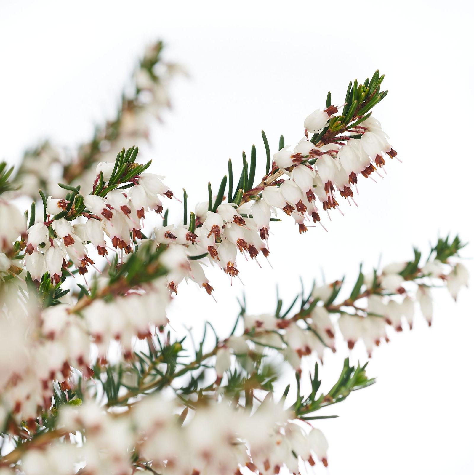 Winterheide weiß - Erica carnea weiß günstig kaufen