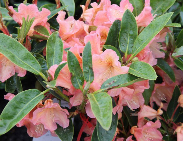 Rhododendron Olga - Rhododendron Hybride Olga günstig kaufen