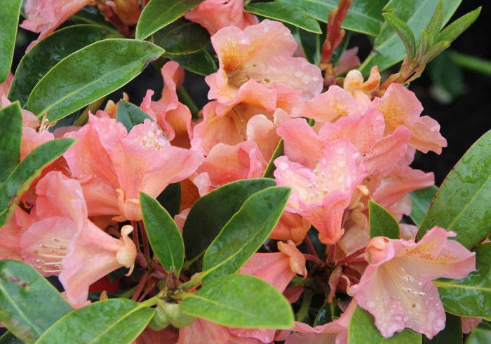 Rhododendron Olga - Rhododendron Hybride Olga günstig kaufen