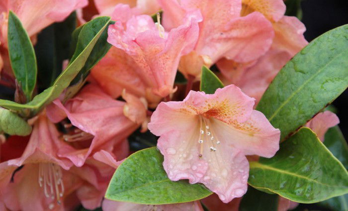 Rhododendron Olga - Rhododendron Hybride Olga günstig kaufen