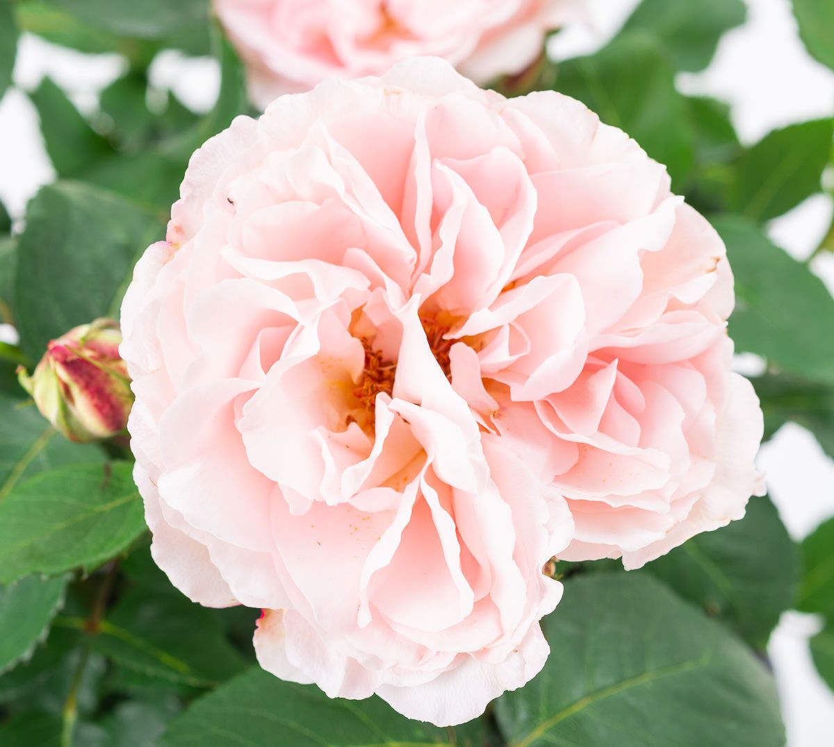 Rose Clair Renaissance - Rosa Clair Renaissance günstig kaufen