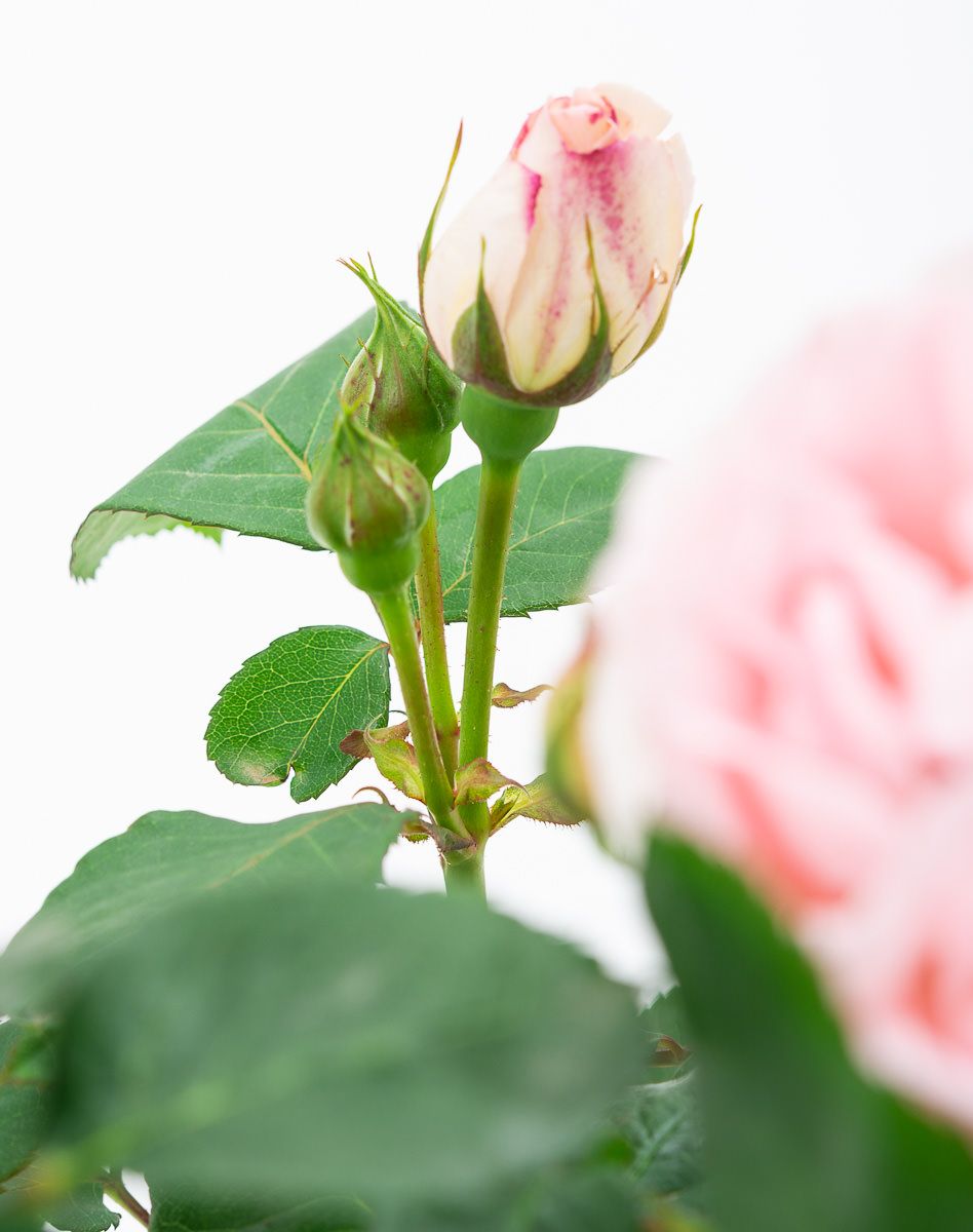 Rose Clair Renaissance - Rosa Clair Renaissance günstig kaufen