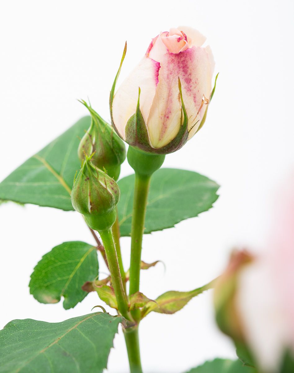 Rose Clair Renaissance - Rosa Clair Renaissance günstig kaufen