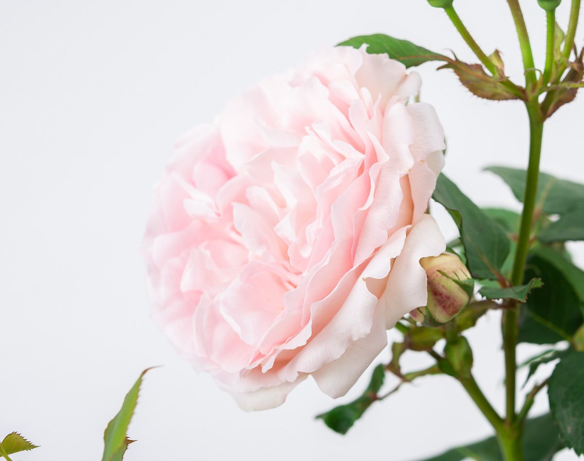 Rose Clair Renaissance - Rosa Clair Renaissance günstig kaufen