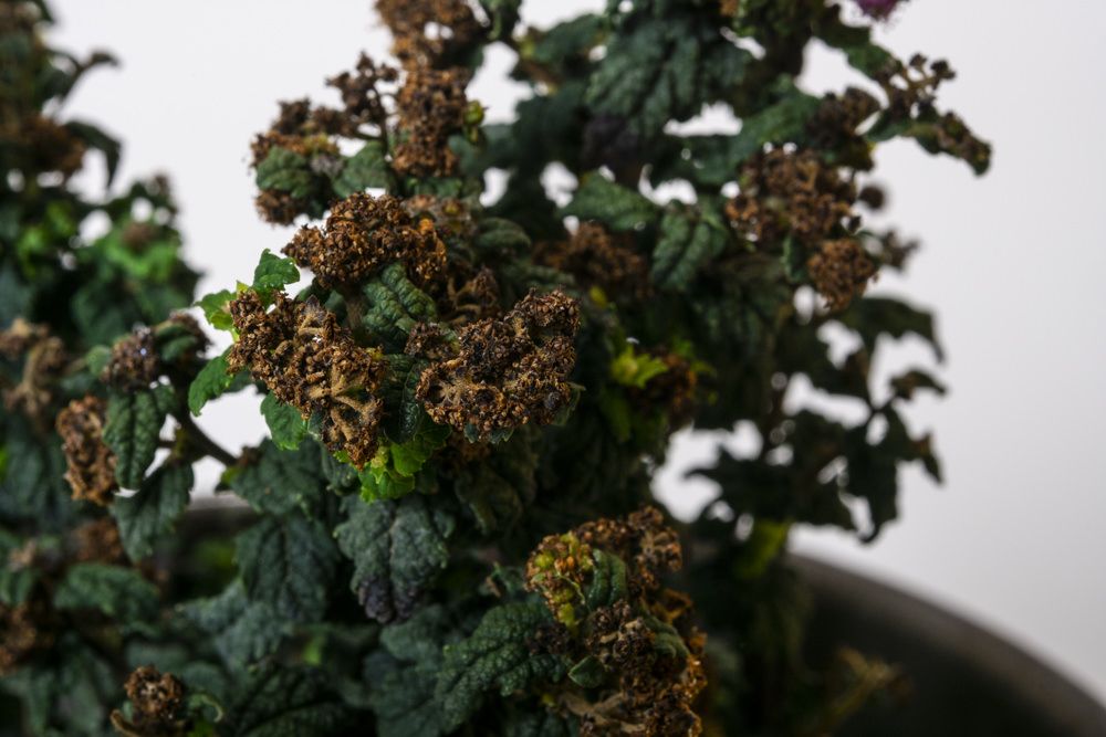 Japanspiere Bullata - Spiraea japonica Bullata günstig kaufen