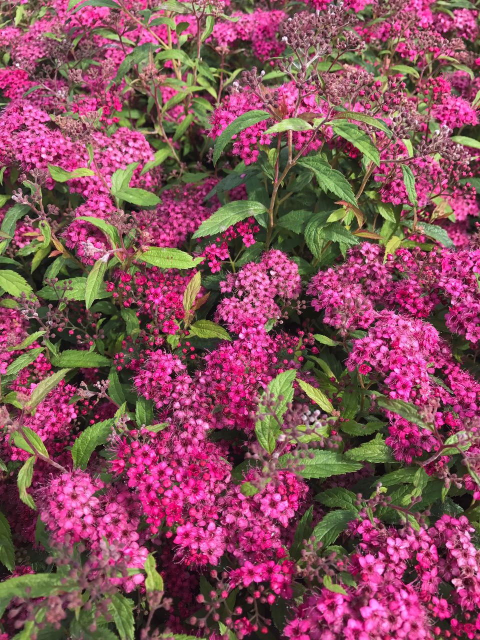 Rote Sommerspiere Neon Flash - Spiraea japonica Neon Flash günstig kaufen