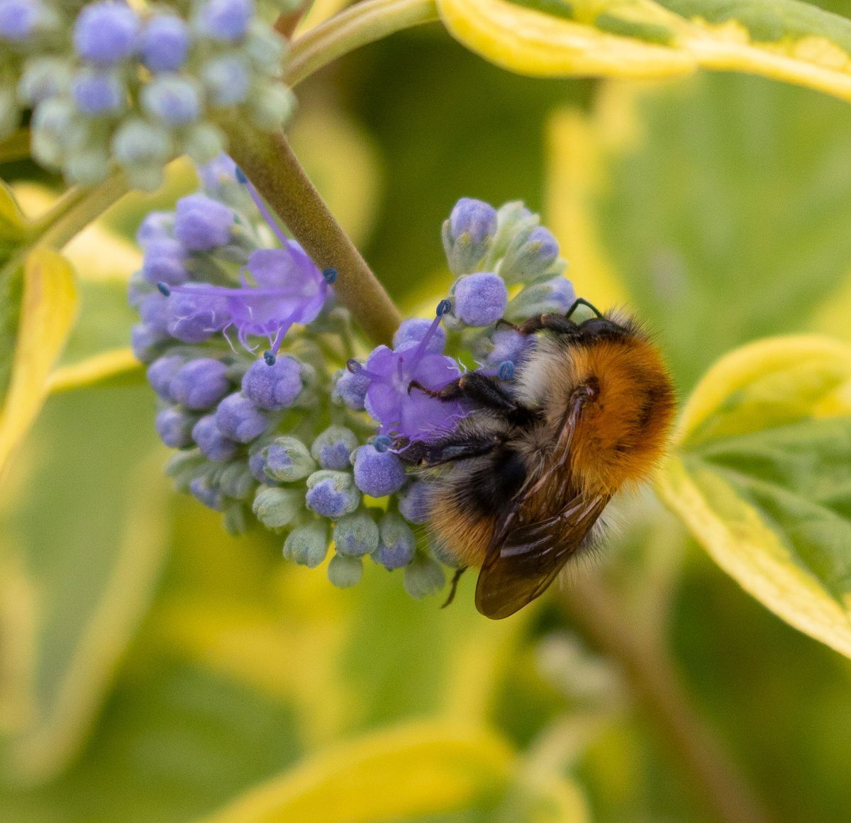 Bartblume Blauer Spatz® - Caryopteris clandonensis Blauer Spatz ...