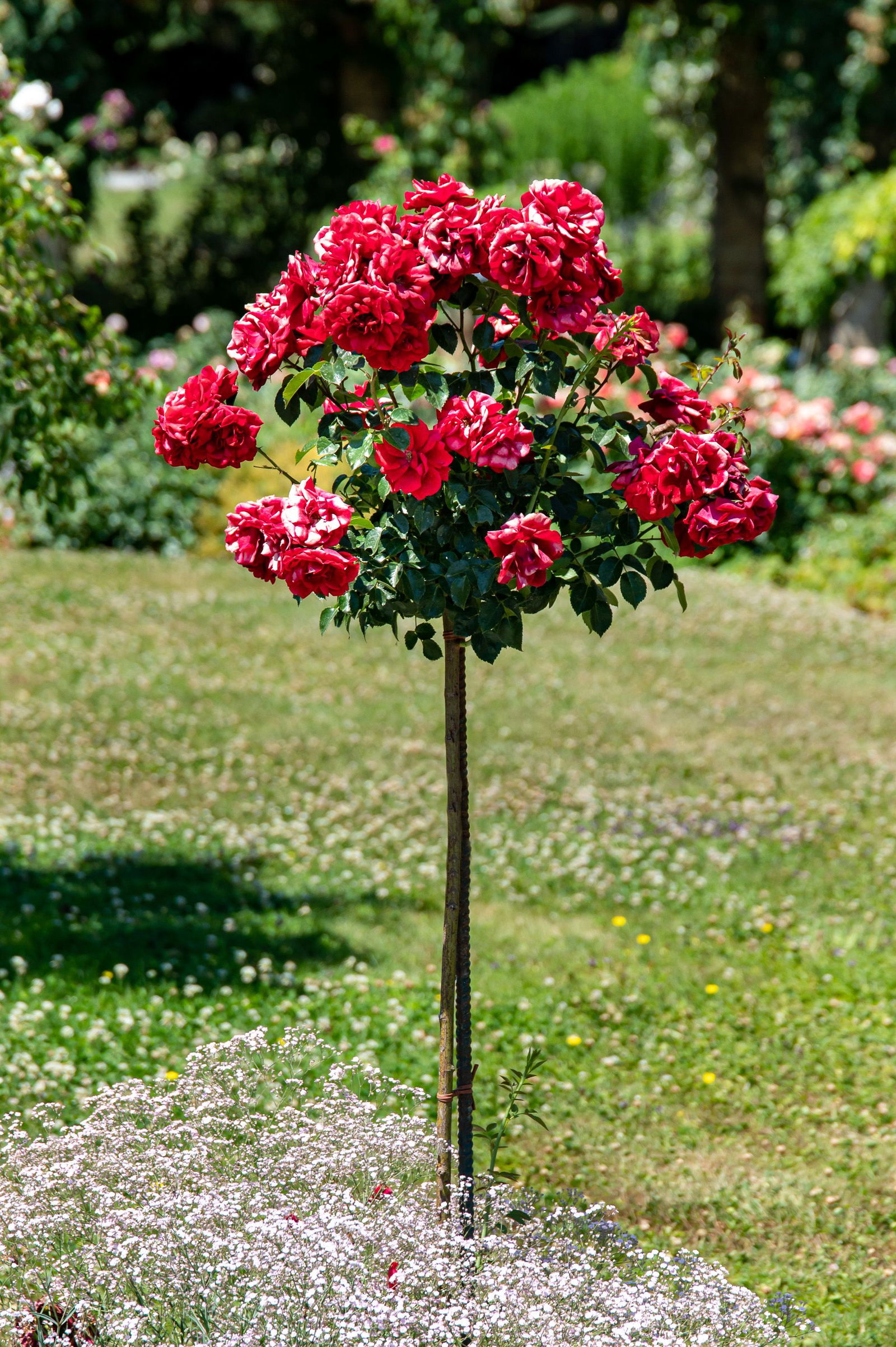 Rose Amadeus ® - Rosa Amadeus ® günstig kaufen