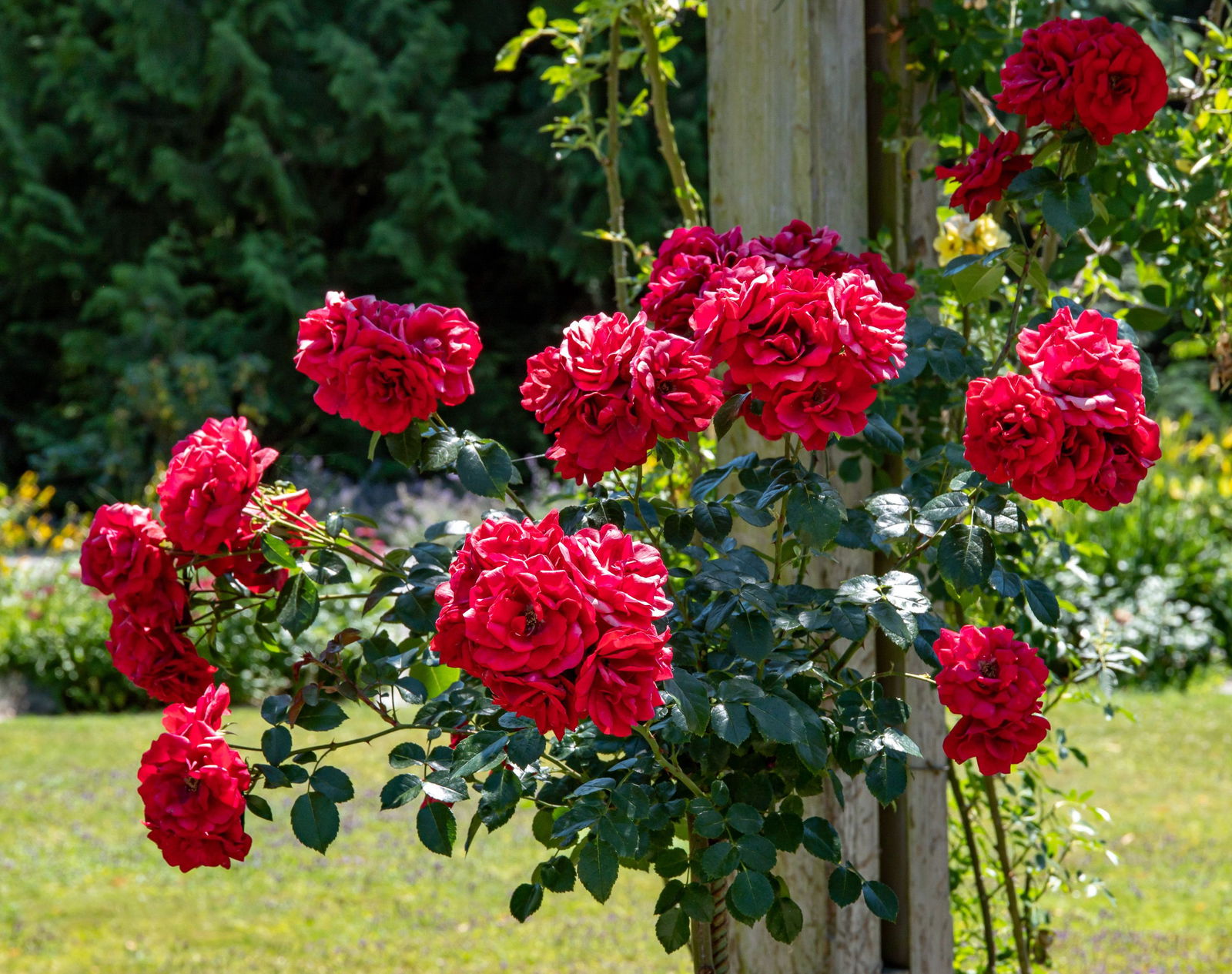 Rose Amadeus ® - Rosa Amadeus ® günstig kaufen