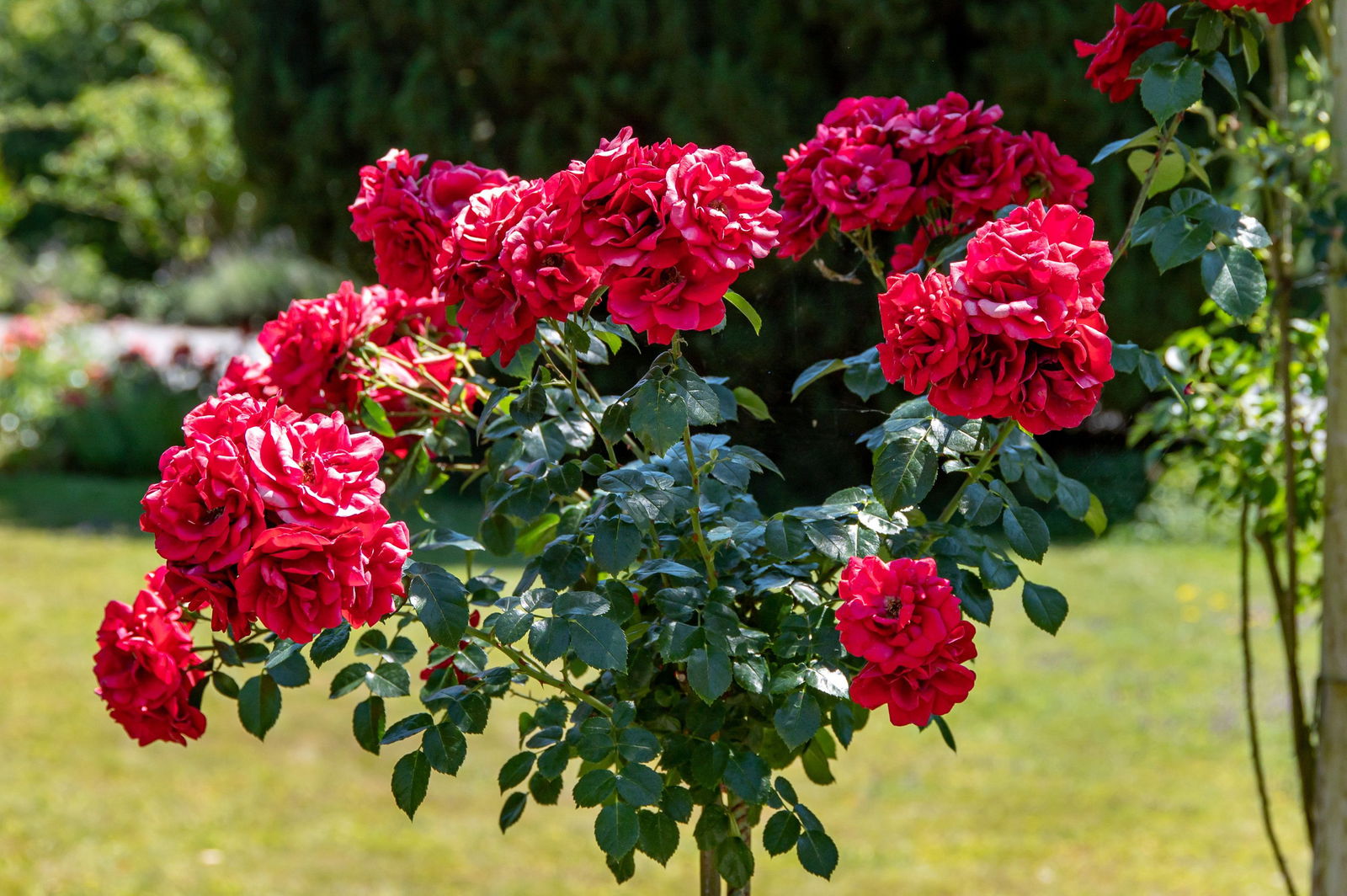 Rose Amadeus ® - Rosa Amadeus ® günstig kaufen