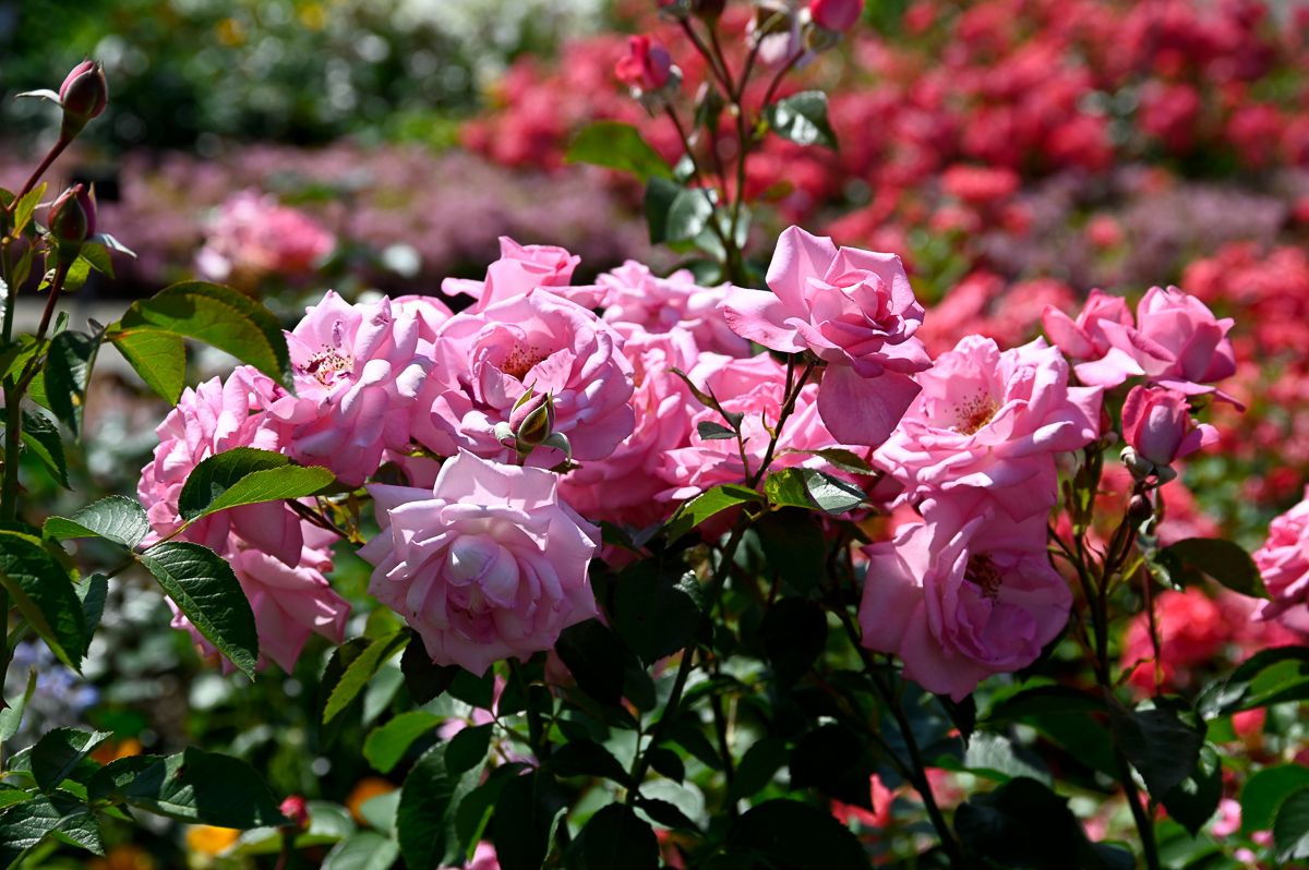 Rosa Eliza ® - Rosa Eliza ® günstig kaufen