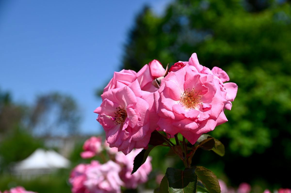 Rosa Eliza ® - Rosa Eliza ® günstig kaufen