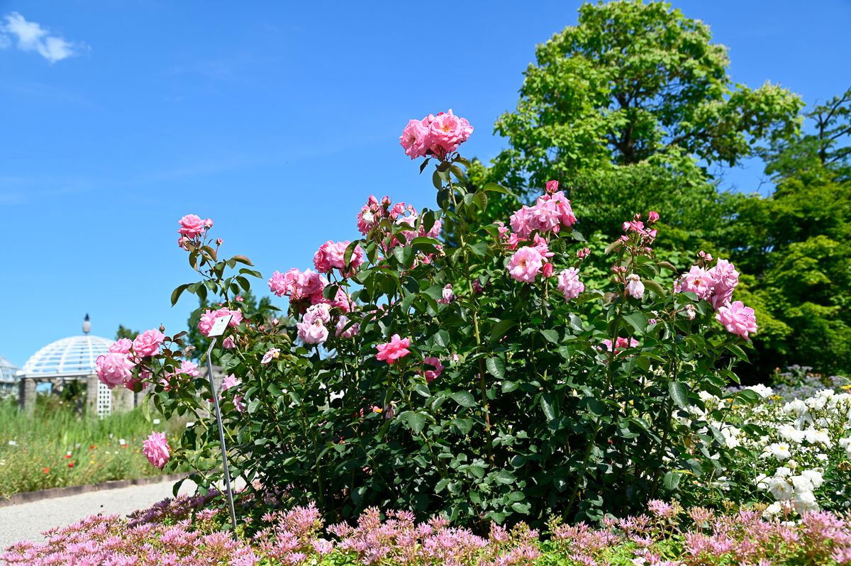 Rosa Eliza ® - Rosa Eliza ® günstig kaufen