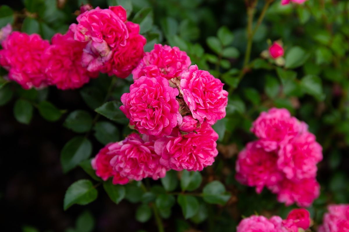 Rose Lupo® - Rosa Lupo günstig kaufen