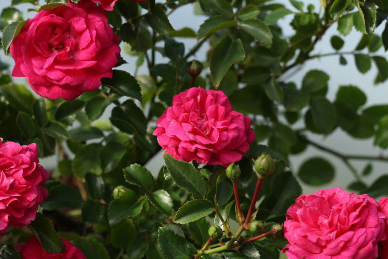 Rose Pepita® - Rosa Pepita günstig kaufen