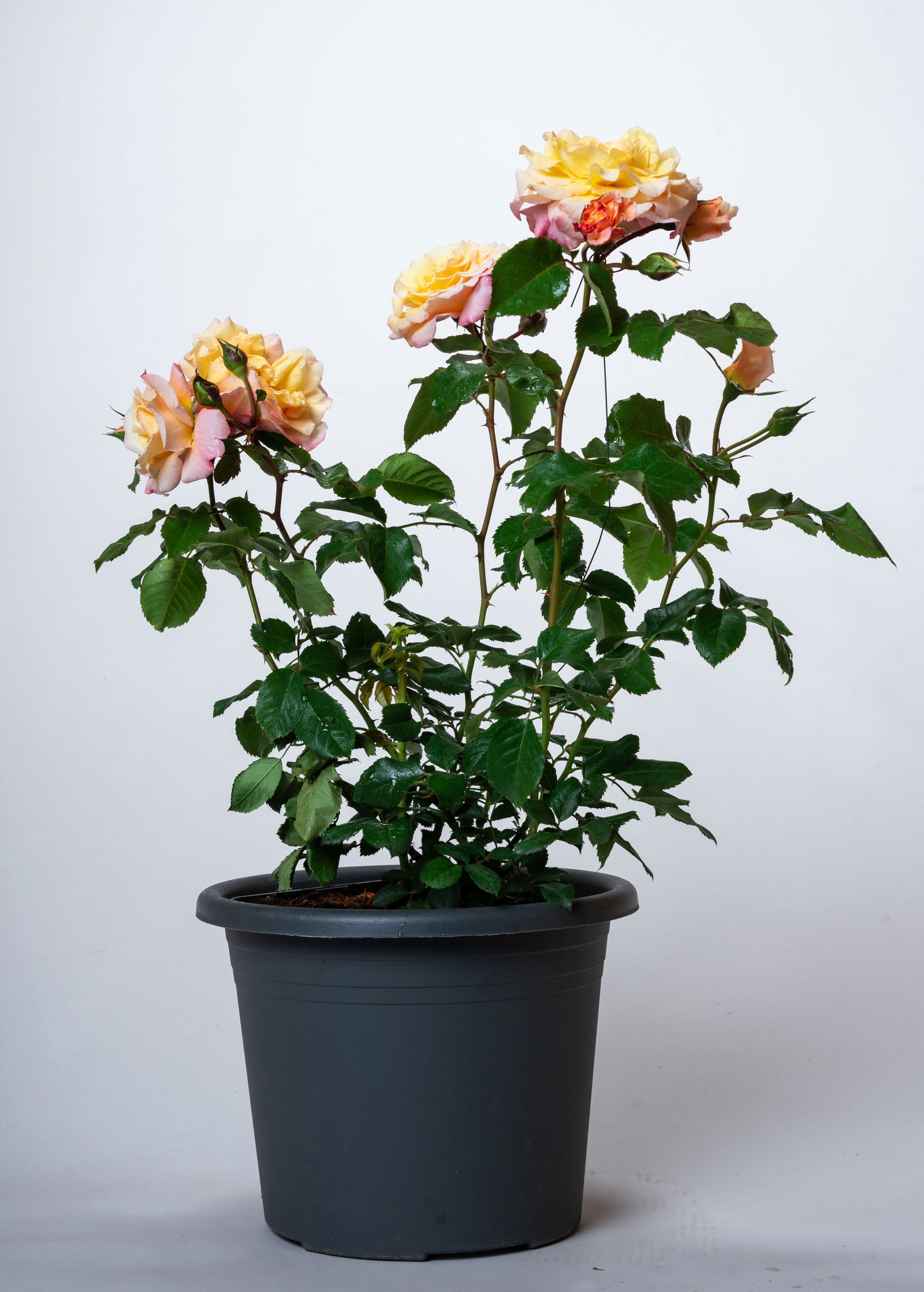 Kletterrose Moonlight ® - Rosa Moonlight ® günstig kaufen