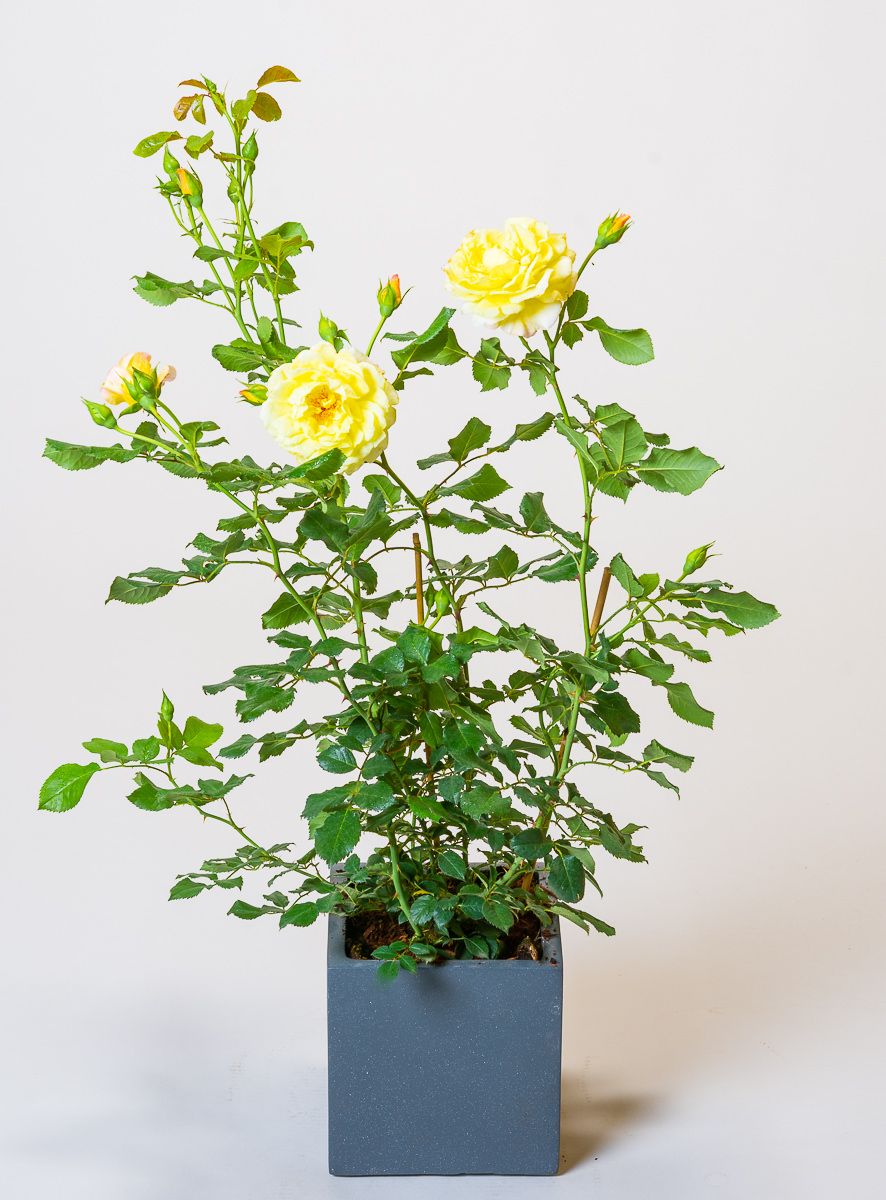 Kletterrose Moonlight ® - Rosa Moonlight ® günstig kaufen