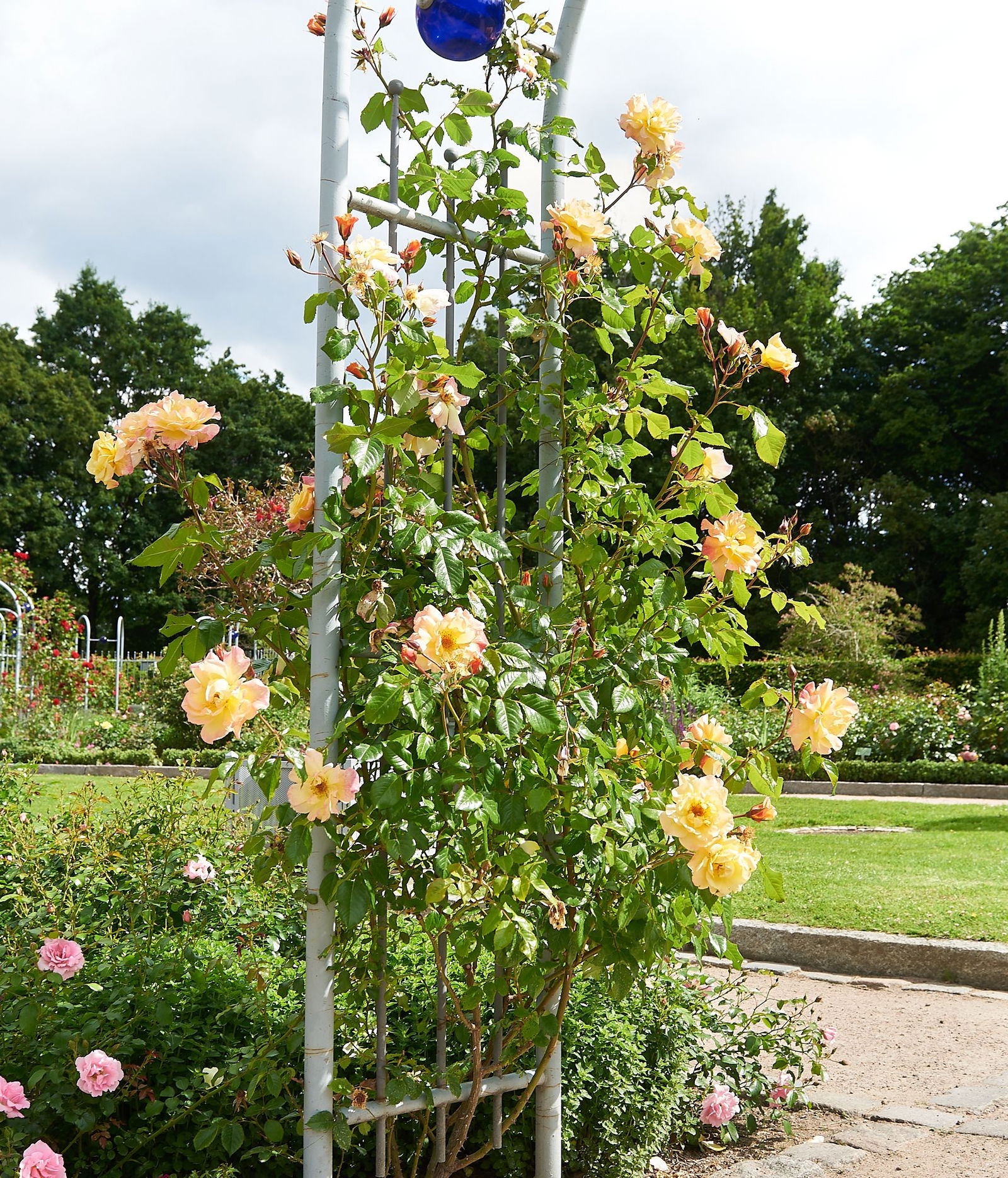 Kletterrose Moonlight ® - Rosa Moonlight ® günstig kaufen