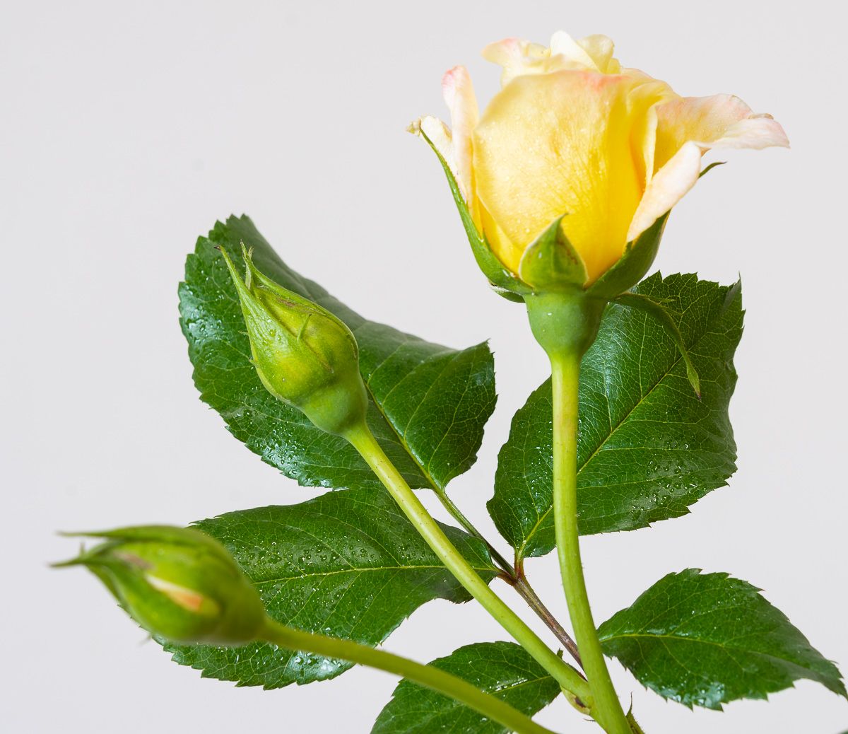 Kletterrose Moonlight ® - Rosa Moonlight ® günstig kaufen