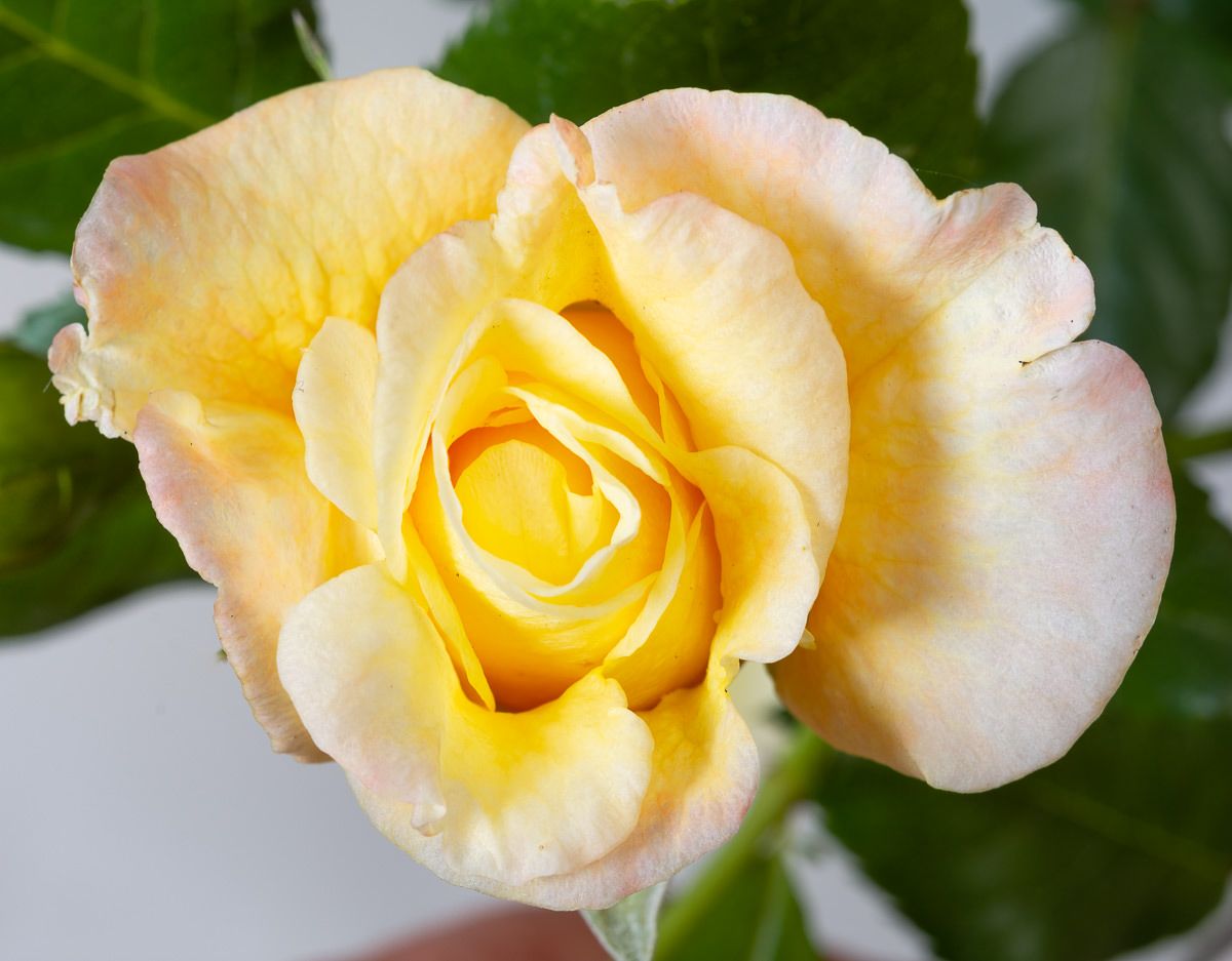 Kletterrose Moonlight ® - Rosa Moonlight ® günstig kaufen