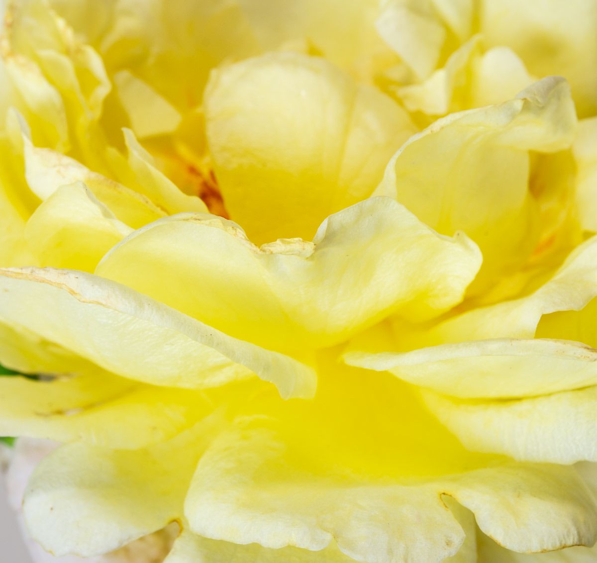 Kletterrose Moonlight ® - Rosa Moonlight ® günstig kaufen