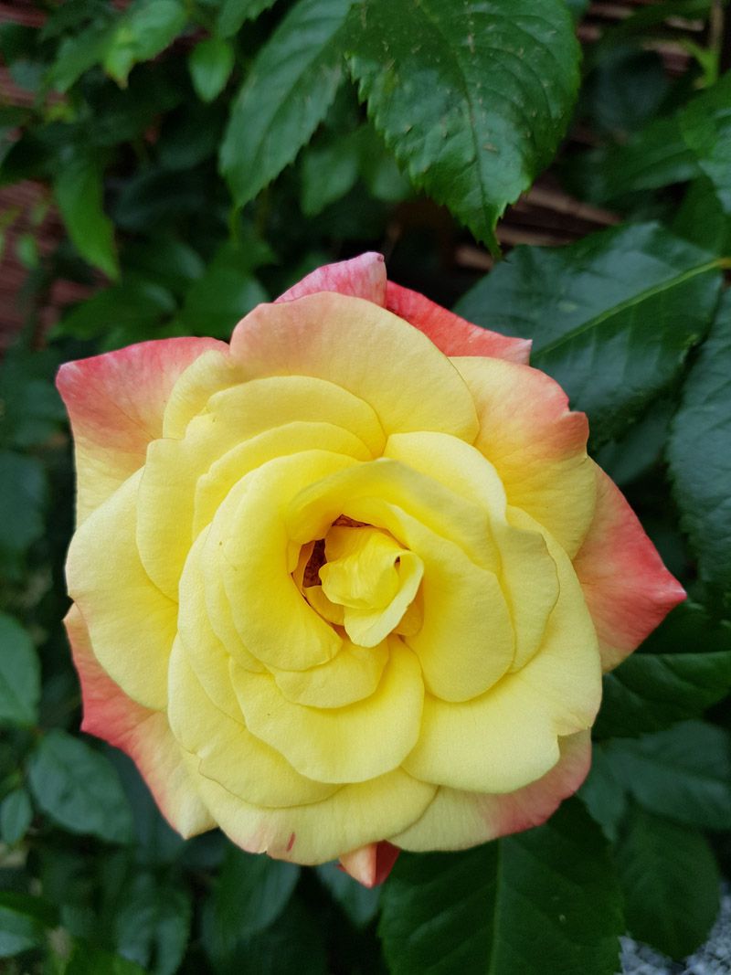 Kletterrose Moonlight ® - Rosa Moonlight ® günstig kaufen