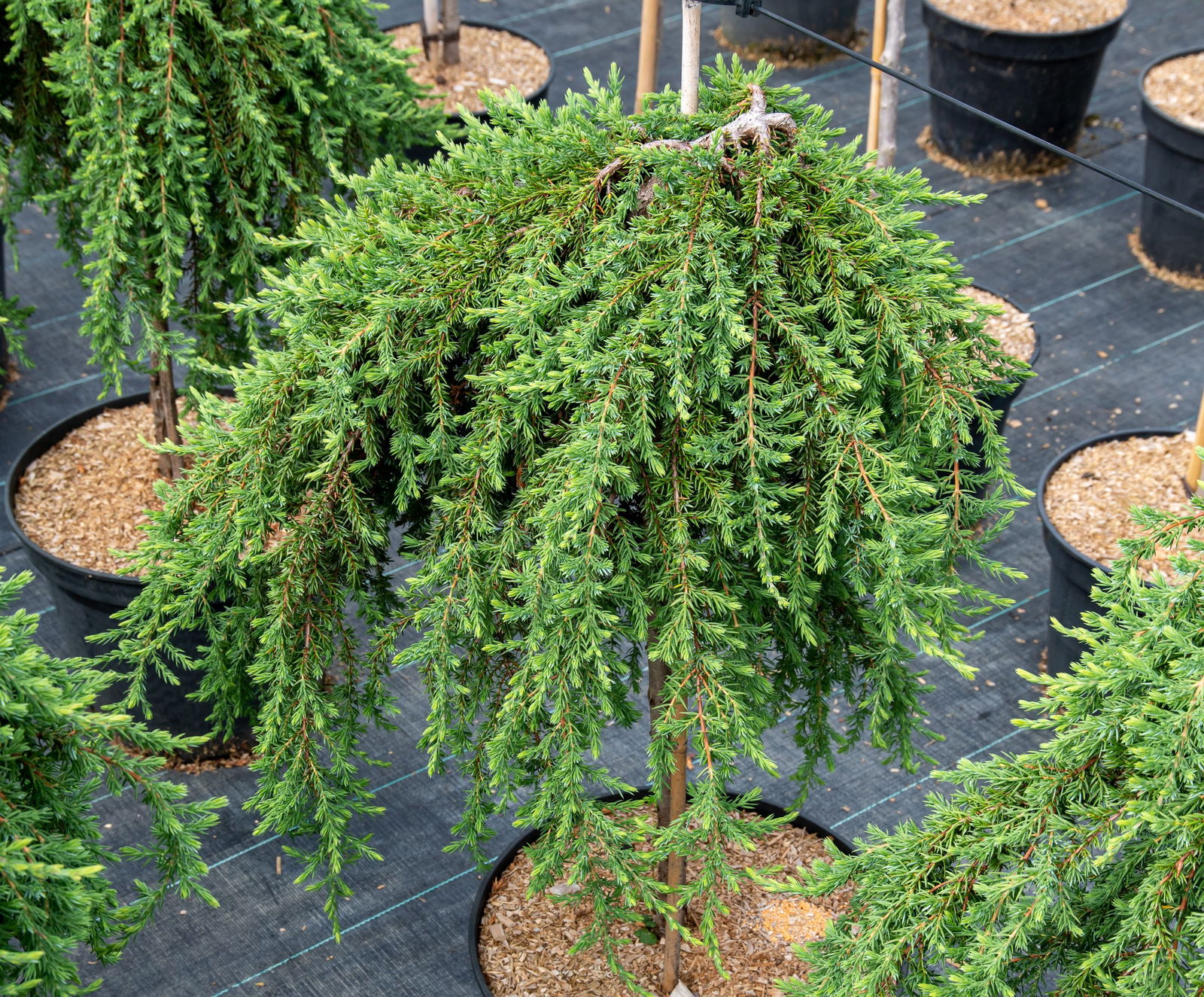 Wildwacholder Green Mantle - Juniperus communis Green Mantle günstig kaufen