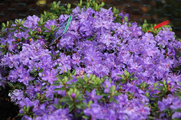 Kleinblättriger Rhododendron Azurika - Rhododendron Impeditum Azurika ...
