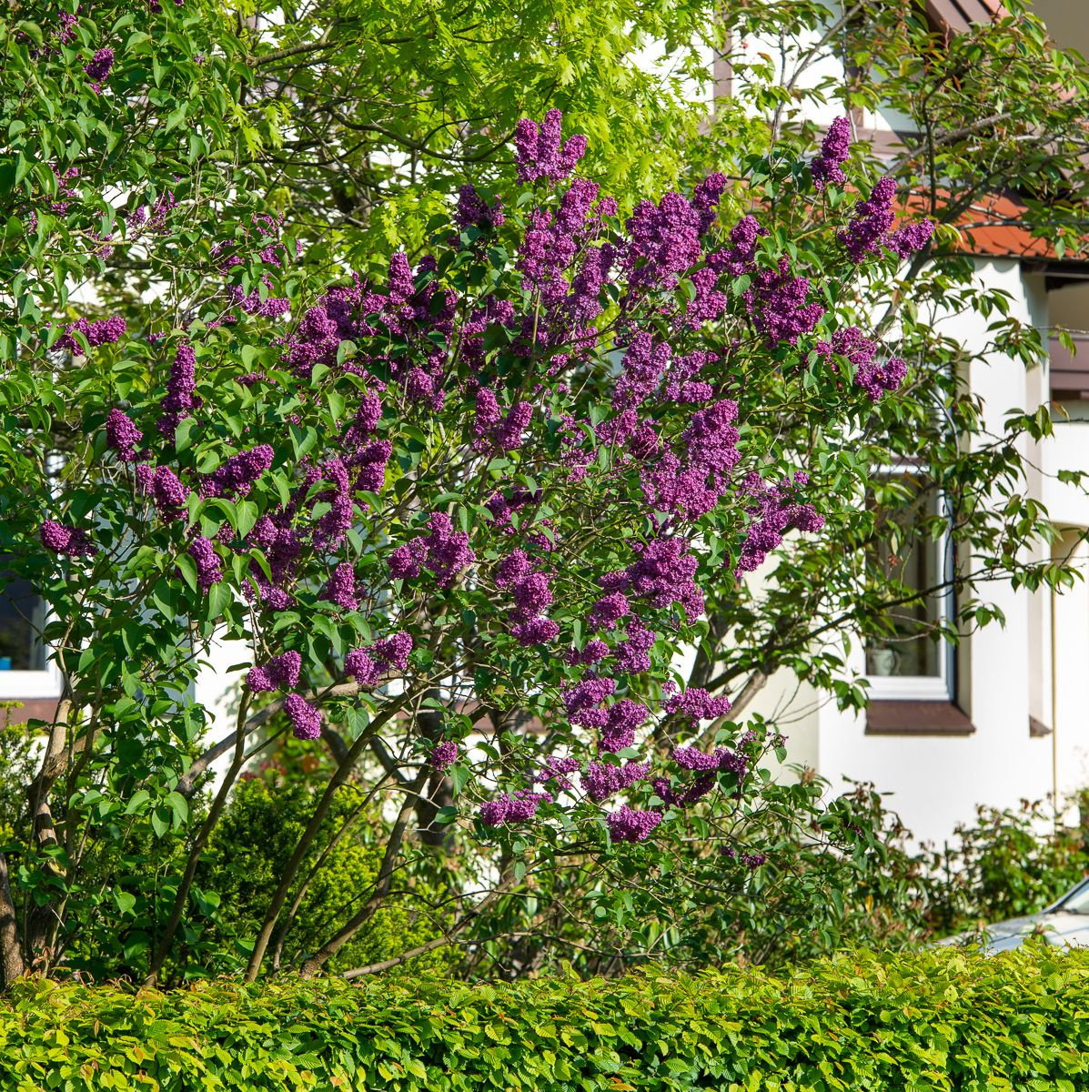 Syringa Vulg Charles Joly