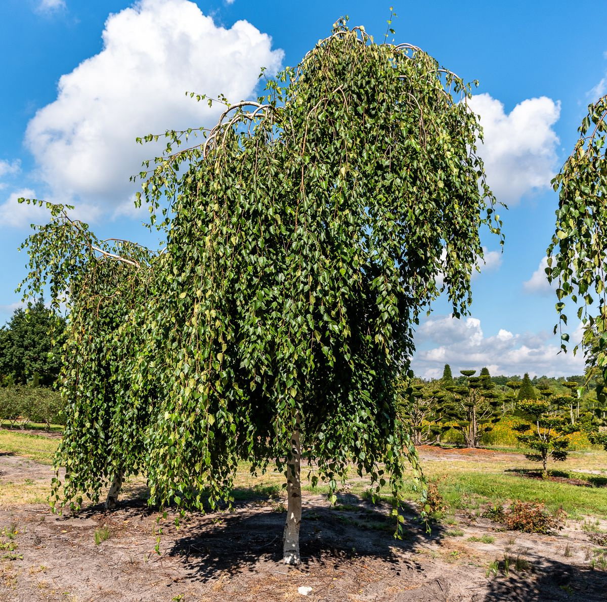 Sandbirke Laciniata - Betula pendula Laciniata günstig kaufen