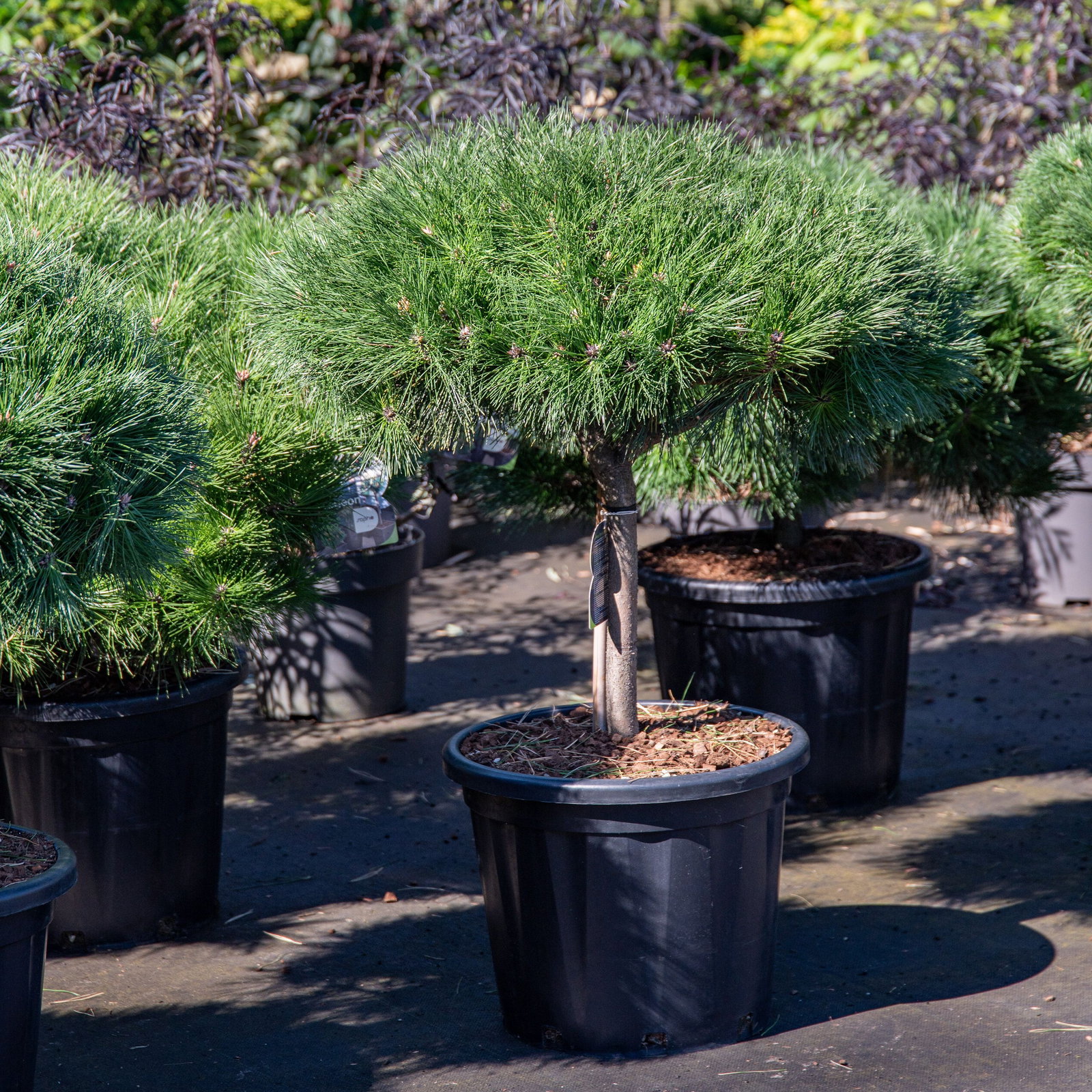 Gattung Pinus | Pflanzmich.de